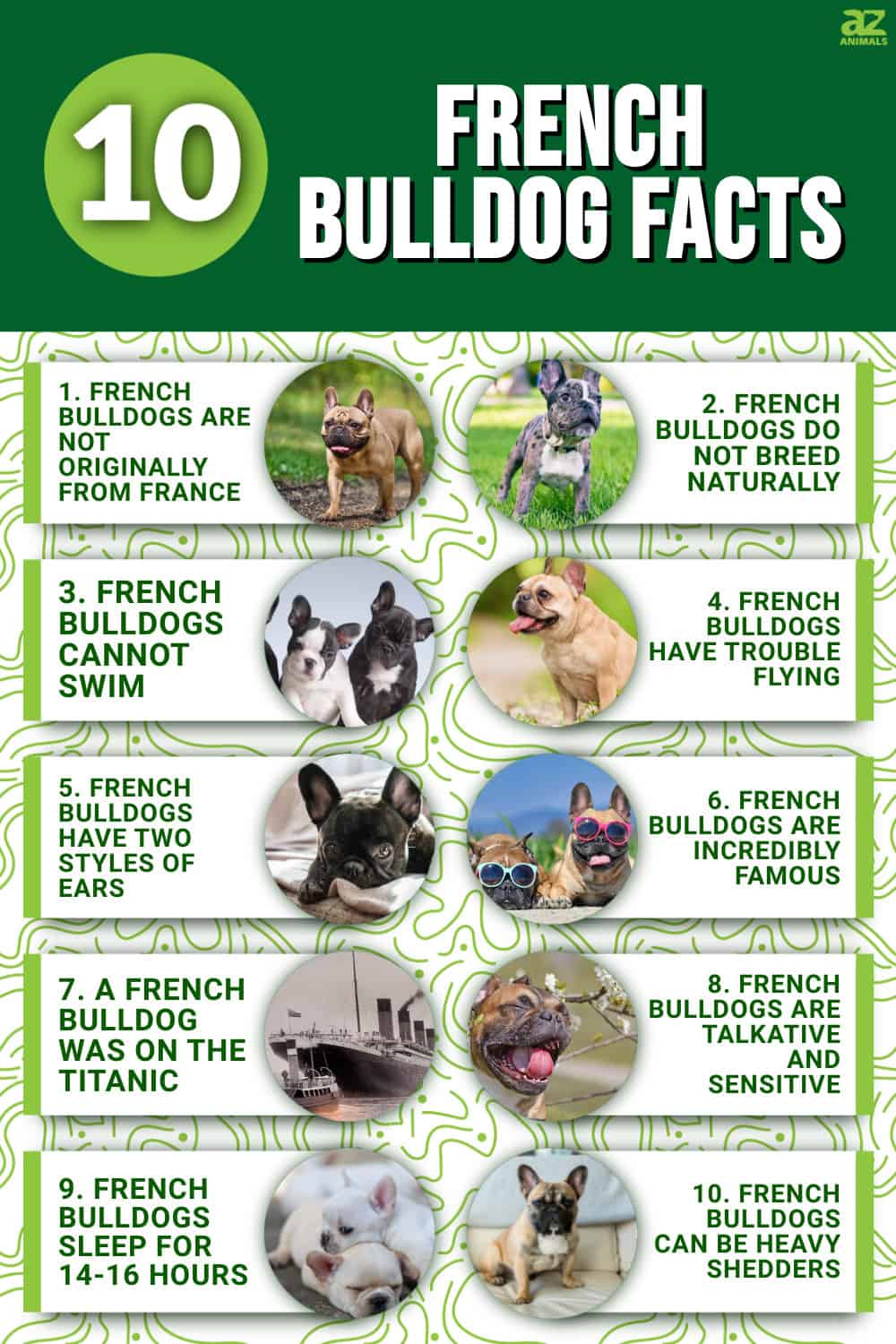 10 Key Facts About French Bulldogs - A-Z Animals