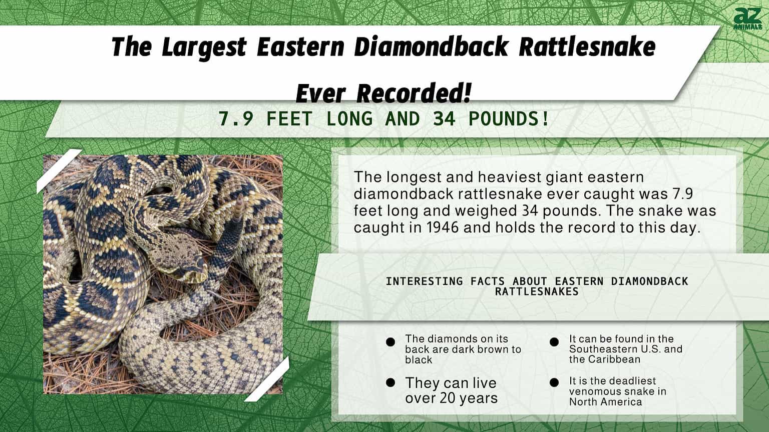 This Is How Big Eastern Diamondbacks Can Get - A-Z Animals Slideshows