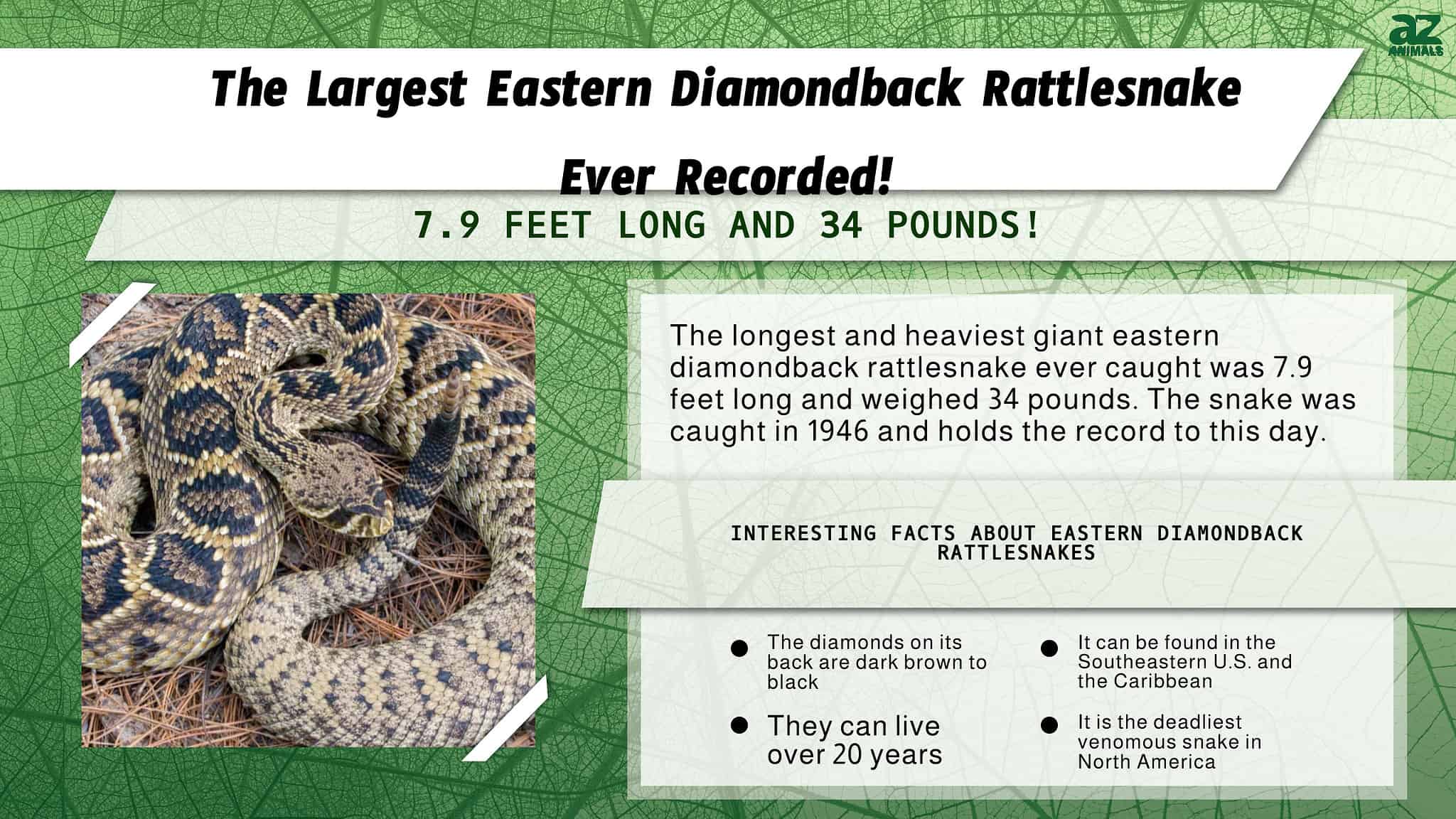 This Is How Big Eastern Diamondbacks Can Get - A-Z Animals Slideshows