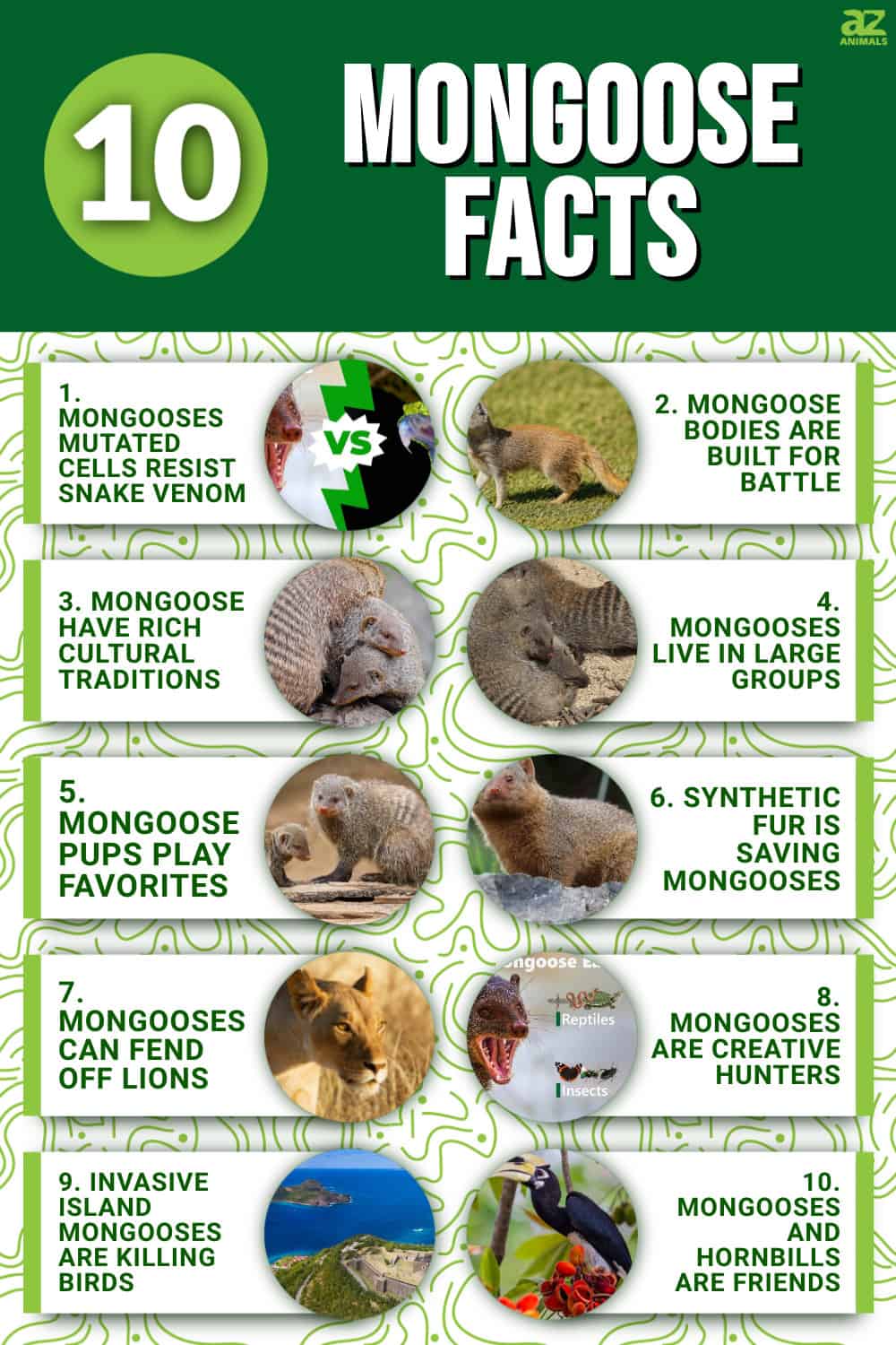 10 Essential Facts About Mongooses - A-Z Animals