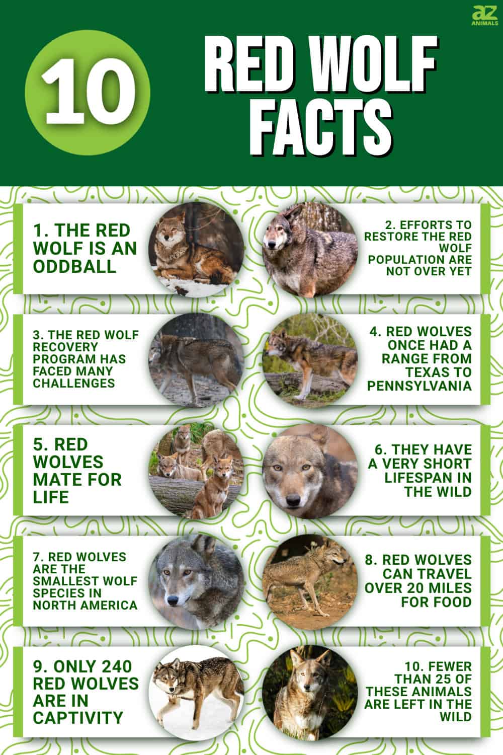 10 Key Facts About Red Wolves - A-Z Animals