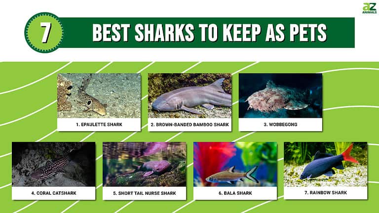 The 7 Best Sharks to Keep as Pets - A-Z Animals