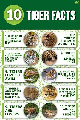 10 Incredible Tiger Facts - A-Z Animals