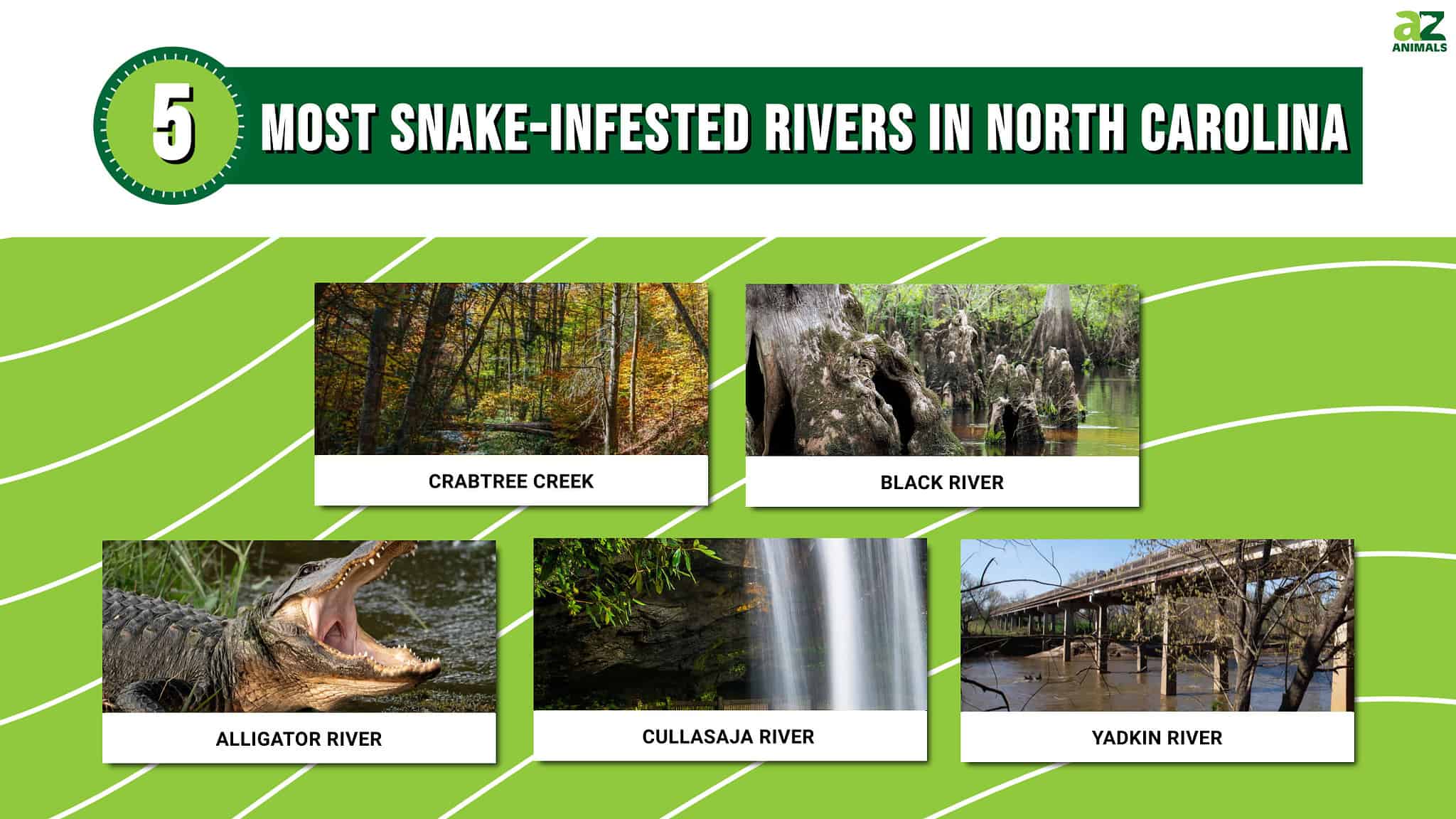 The Most Snake-Infested Rivers in North Carolina - A-Z Animals