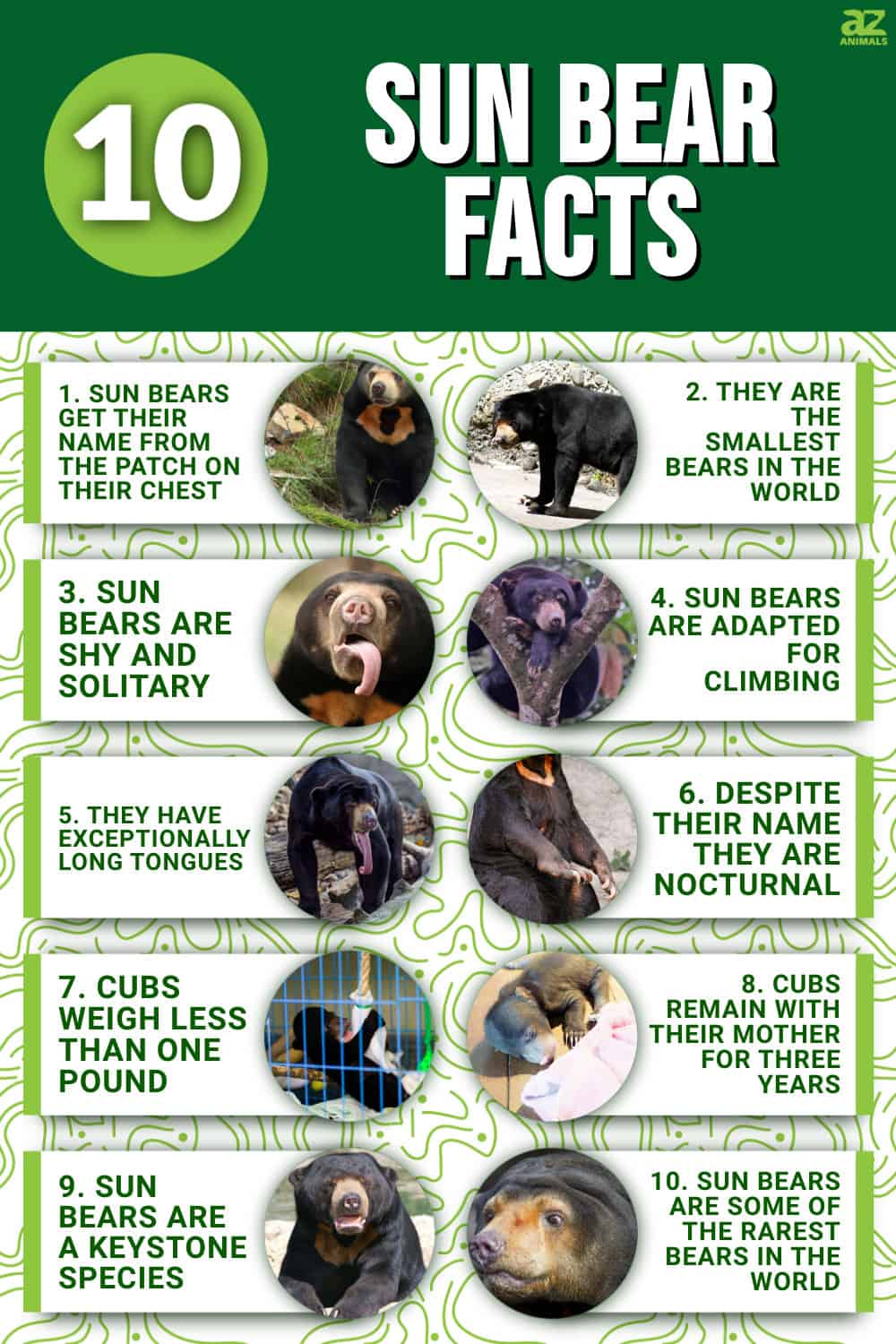 10 Interesting Facts About Sun Bears - A-Z Animals