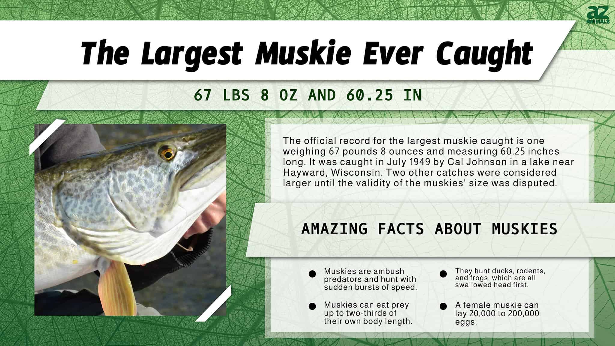Discover the Largest Muskie Ever Caught - A-Z Animals