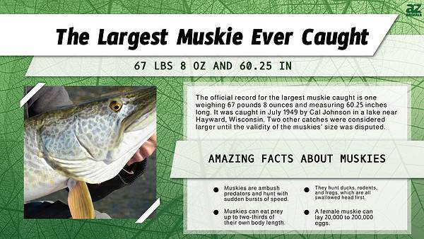 Discover the Largest Muskie Ever Caught - A-Z Animals