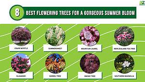 The 8 Best Flowering Trees for a Gorgeous Summer Bloom - A-Z Animals