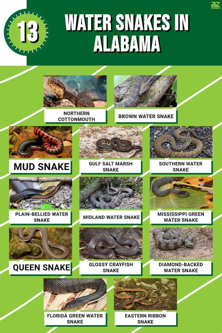 Beware of These 13 Water Snakes in Alabama - A-Z Animals