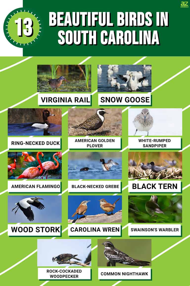13 Beautiful Birds in South Carolina - A-Z Animals