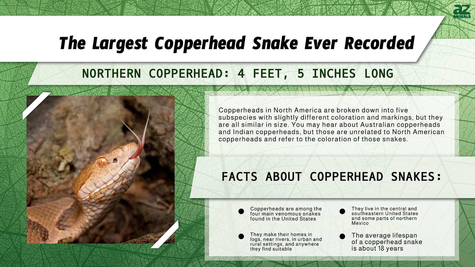 Discover the Largest Copperhead Snake Ever Recorded - A-Z Animals
