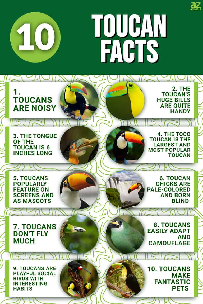 10 Interesting Facts About Toucans - A-Z Animals