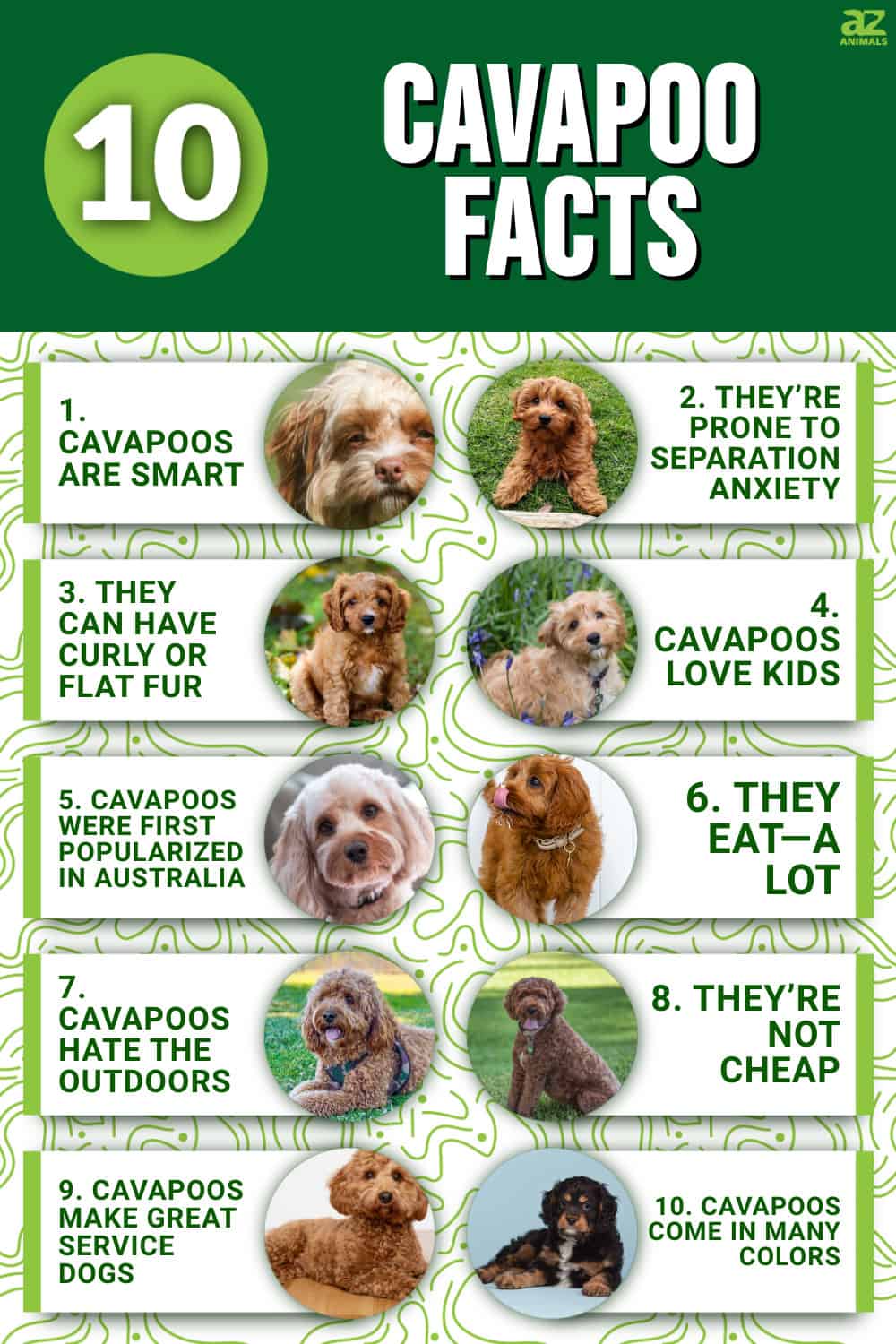 Fascinating Facts About Cavapoos: Smart, Friendly, and Energetic - A-Z ...