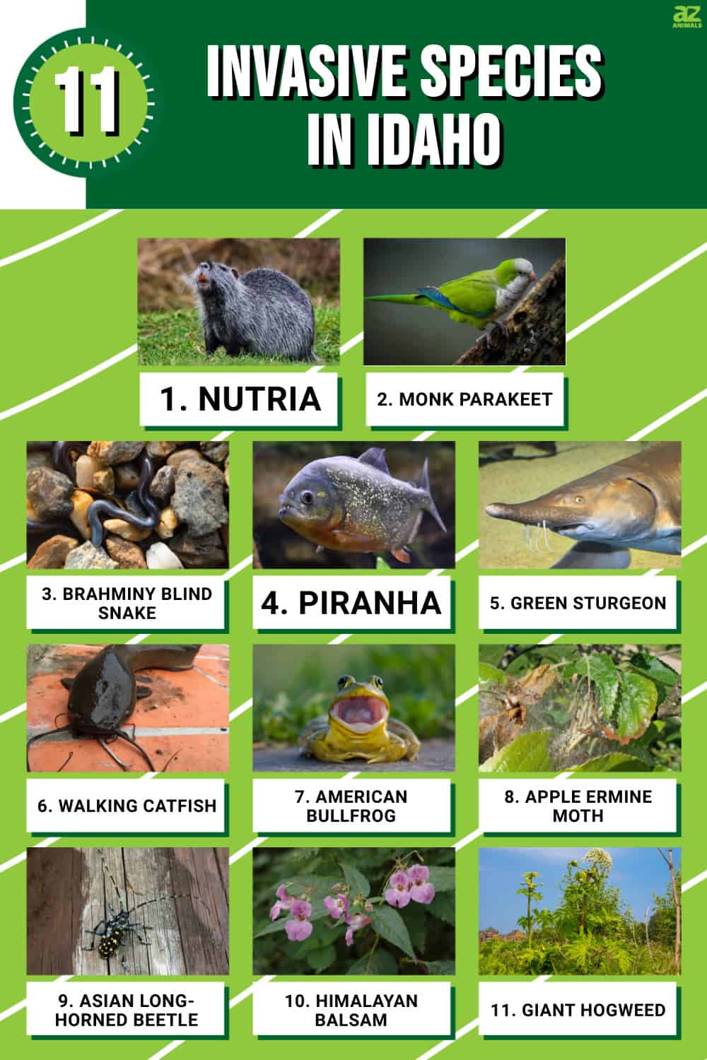 Discover 11 Invasive Species in Idaho - A-Z Animals