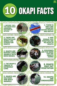 10 Essential Facts About Okapis - A-Z Animals