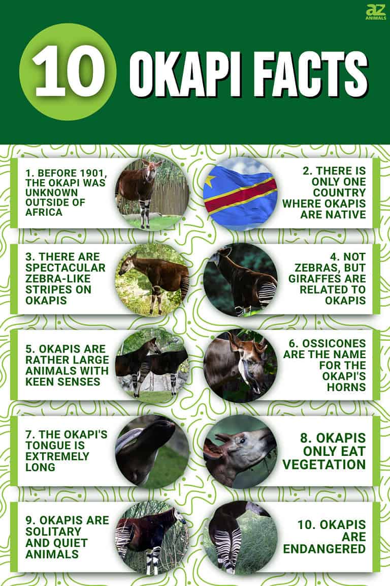 10 Essential Facts About Okapis - A-Z Animals