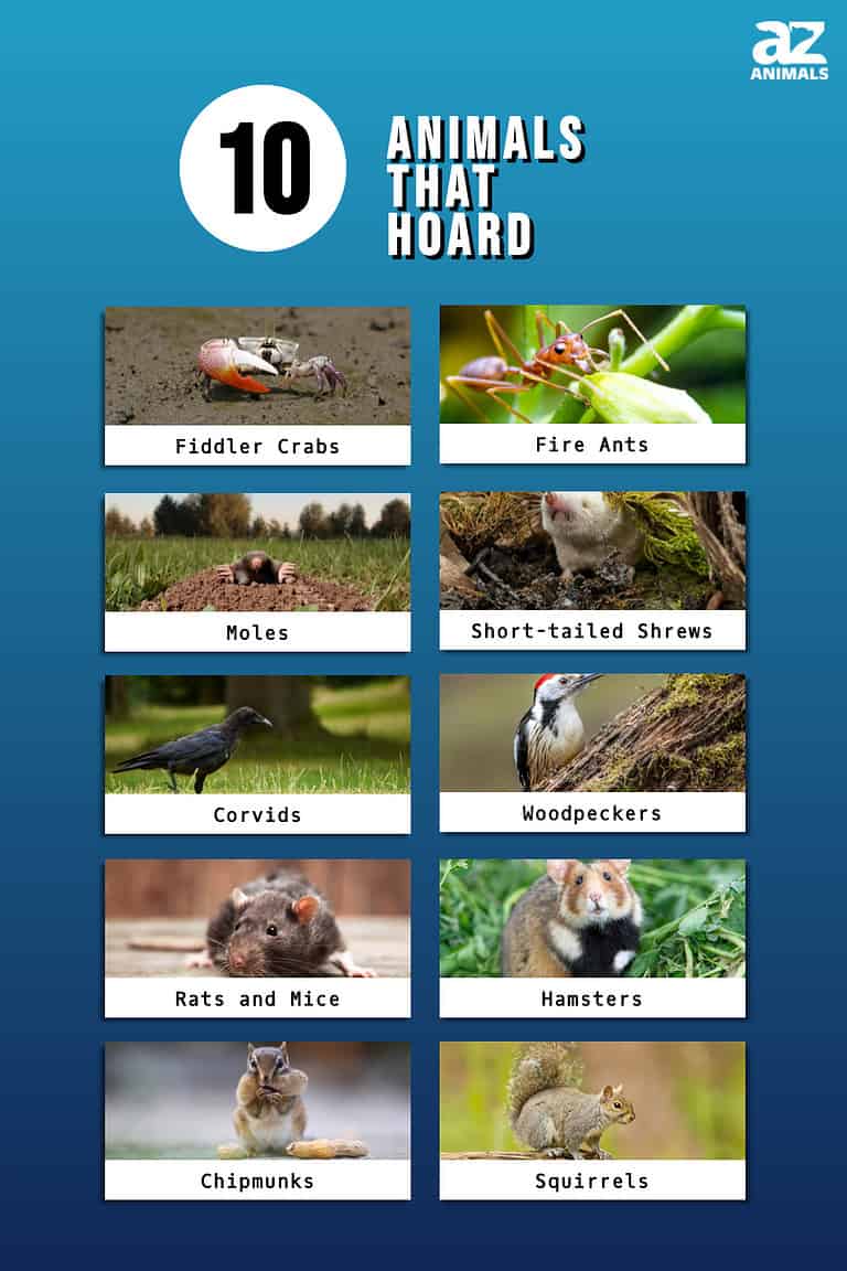 Meet the 10 Animals That Hoard - A-Z Animals