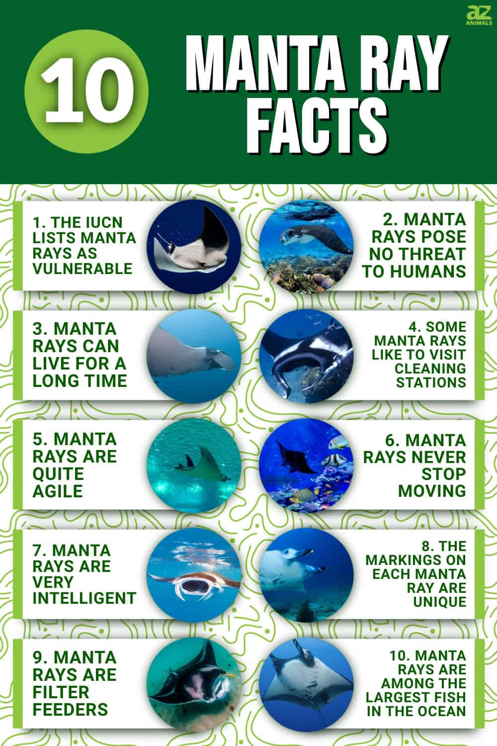 10 Interesting Manta Ray Facts, Plus a Newly Discovered Species - A-Z ...