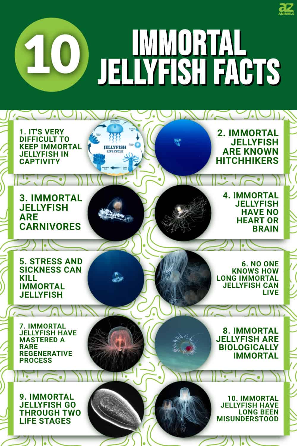10 Interesting Facts About Immortal Jellyfish - A-Z Animals