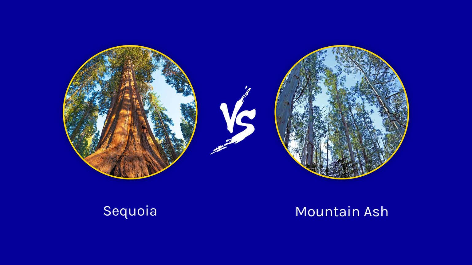 Sequoia vs. Mountain Ash Tree: 7 Differences Between These Towering ...