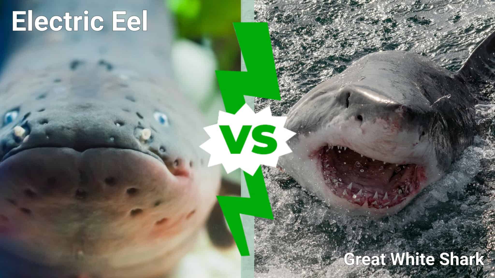 Deep Sea Battles: Can the World's Largest Electric Eel Take Down a ...