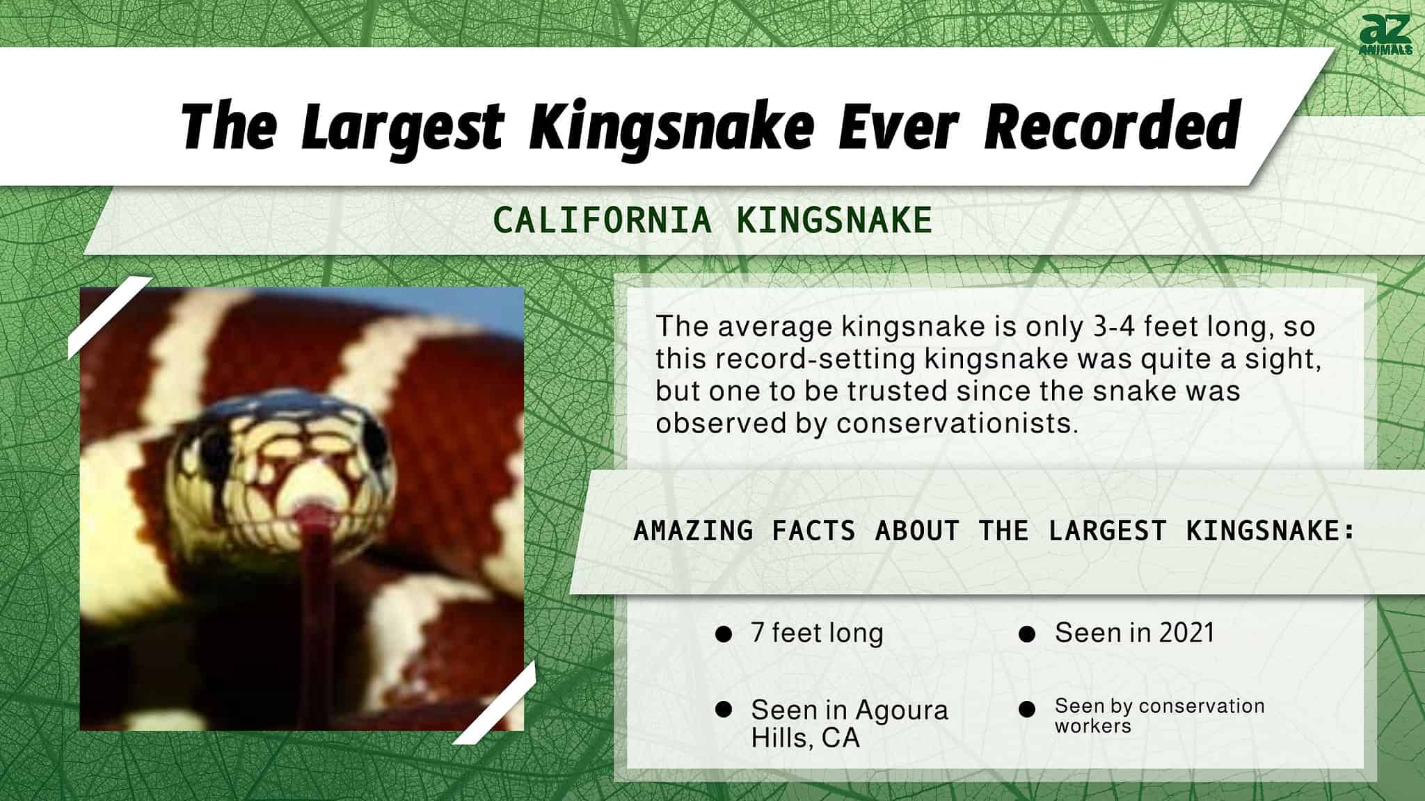 Discover the Largest Kingsnake Ever Recorded! - A-Z Animals