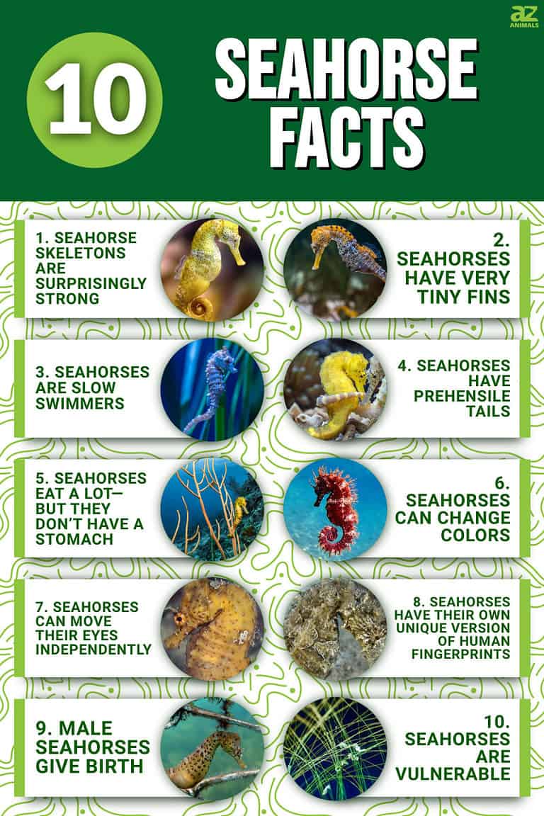 10 Fascinating Facts About Seahorses - A-Z Animals