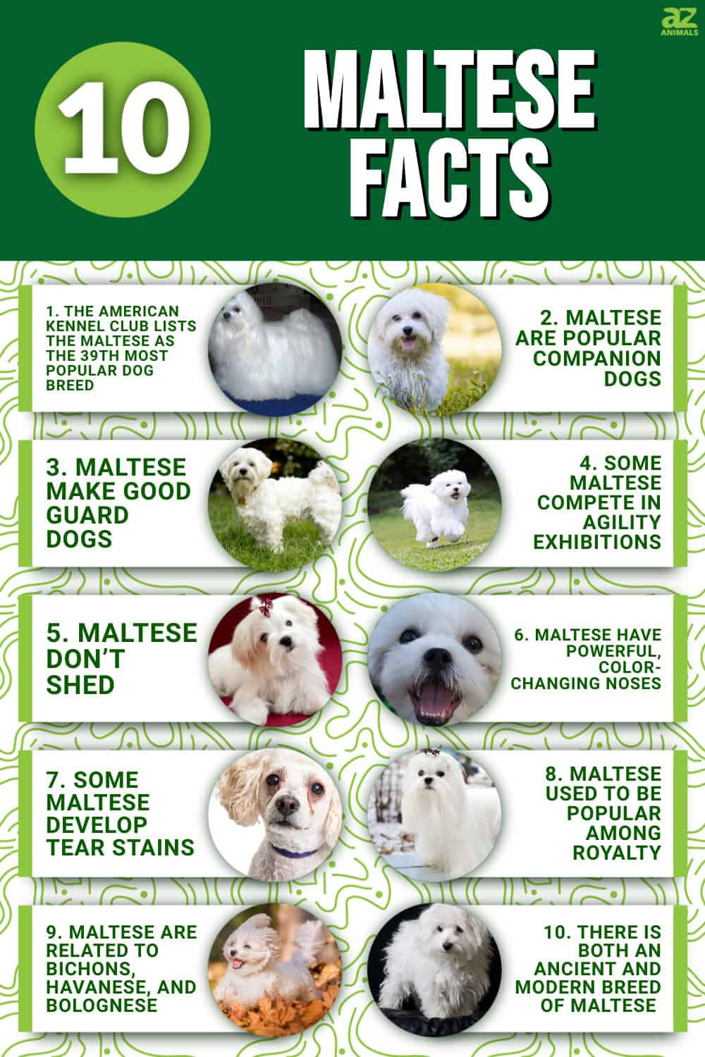 10 Notable Facts About Maltese Dogs - A-Z Animals