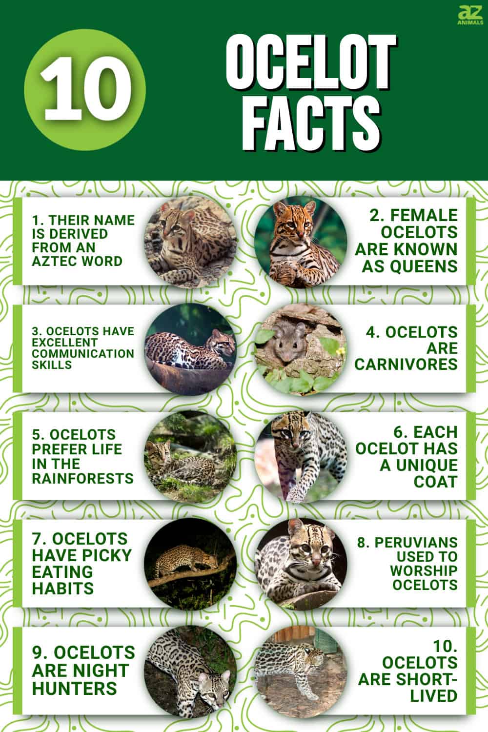 10 Interesting Facts About Ocelots - A-Z Animals