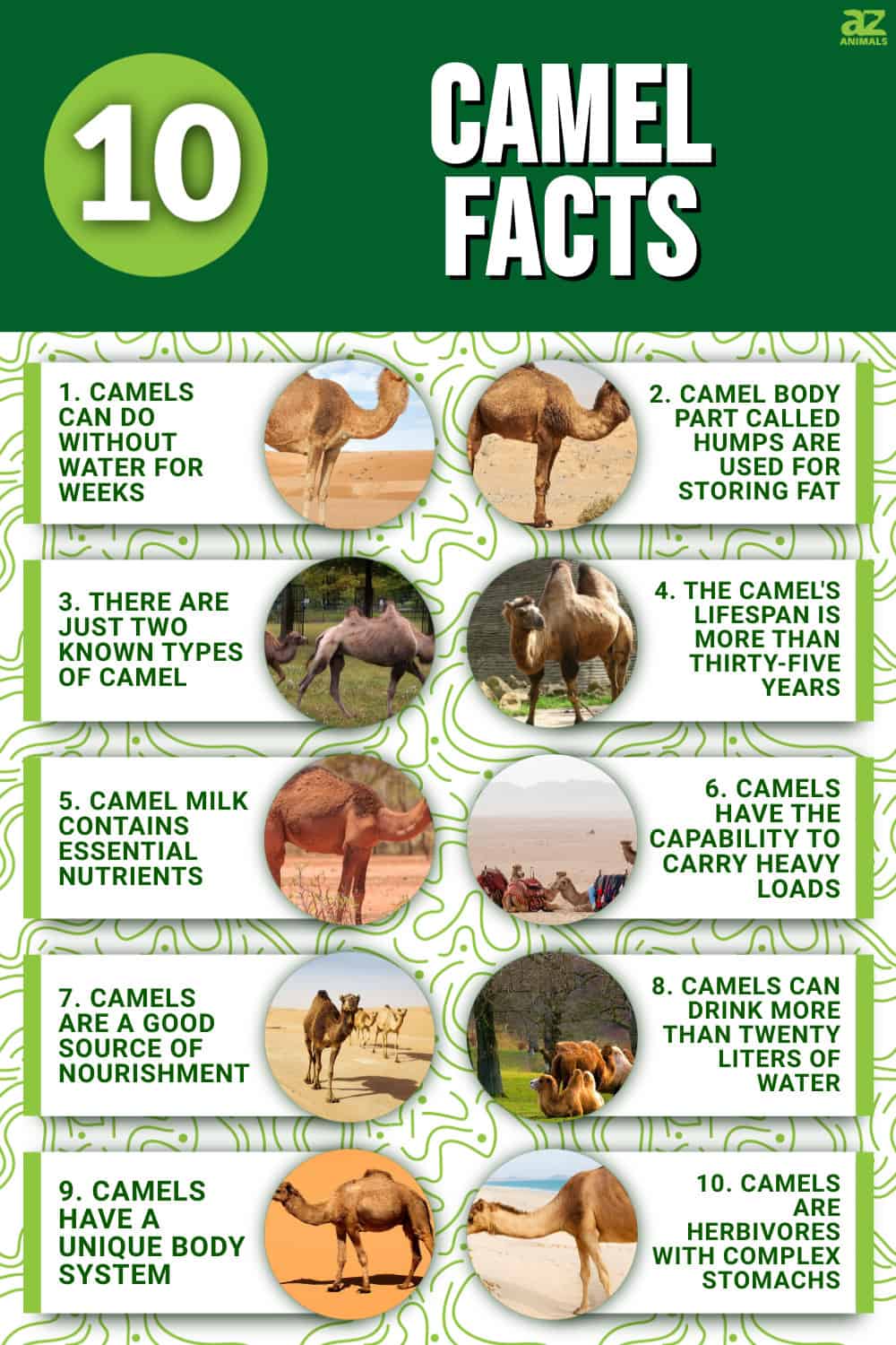 Camels: The Desert's Ships with Unique Adaptations and Lifespan - A-Z ...