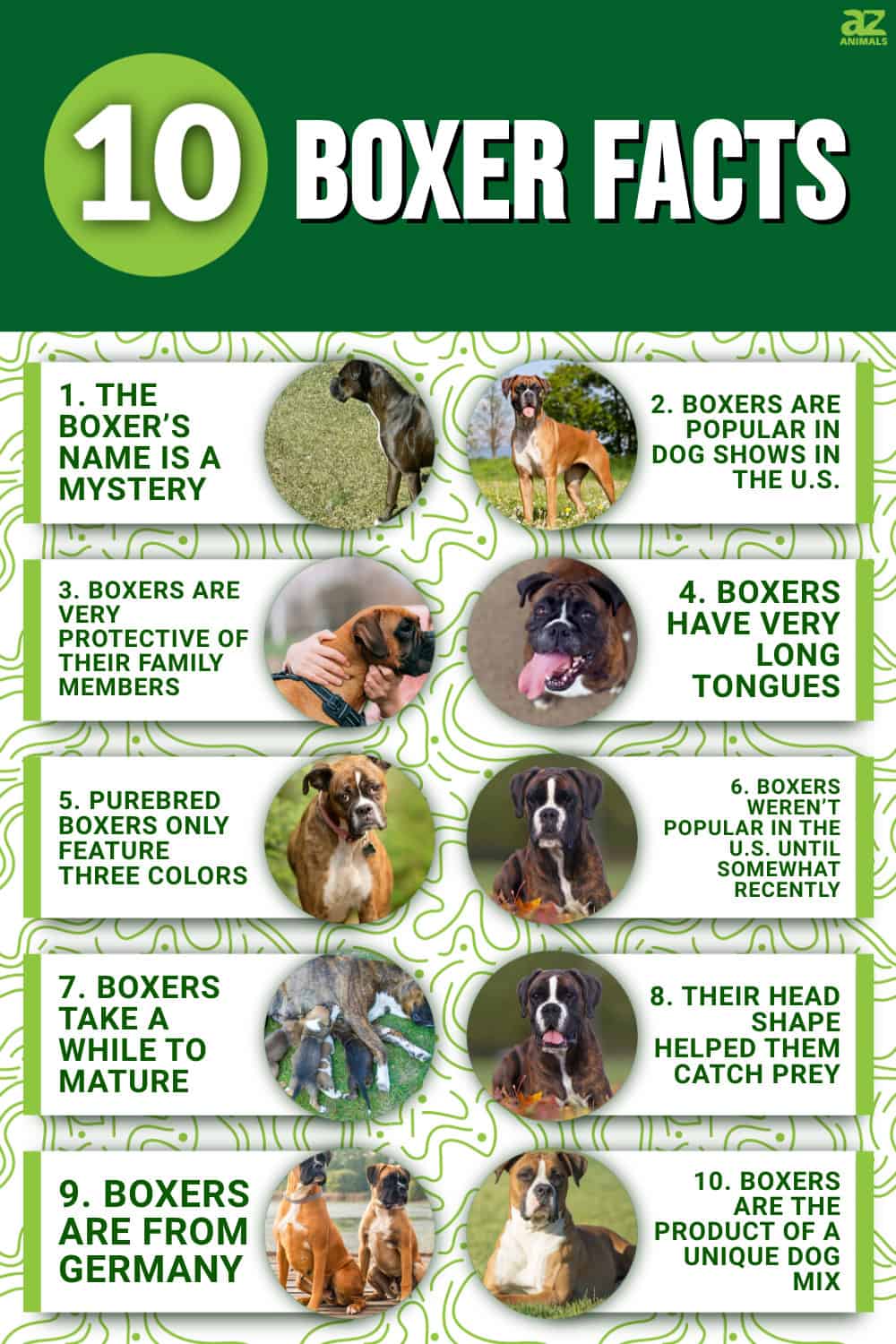 10 Incredible Boxer Dog Facts - A-Z Animals