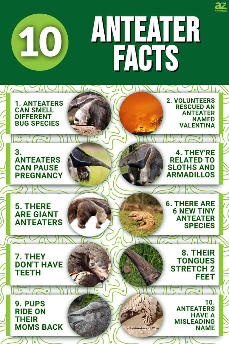 10 Astonishing Facts About Anteaters: From Fierce Fighters to ...