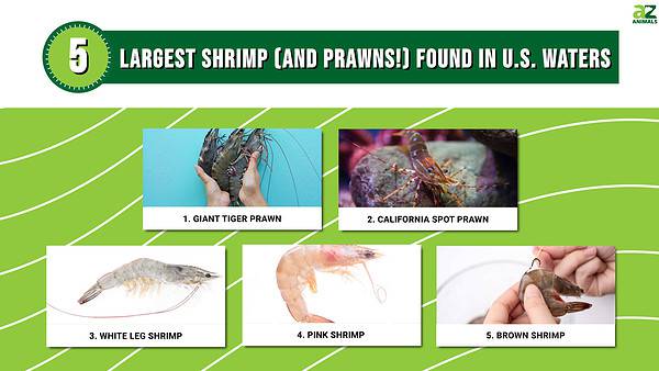 Discover the 5 Largest Shrimp (And Prawns!) Found in U.S. Waters - A-Z ...