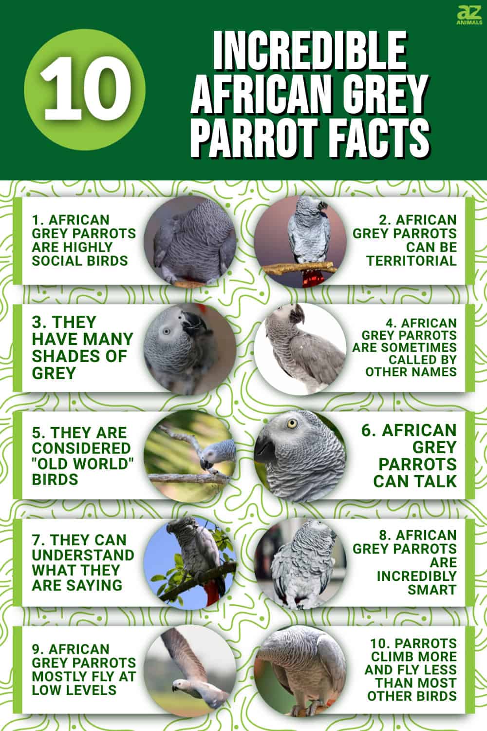 10 Fascinating Facts About the Intelligent and Social African Grey ...