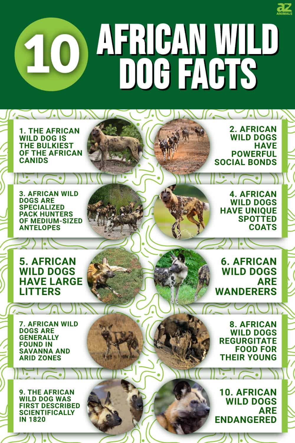 10 Incredible African Wild Dog Facts - A-Z Animals