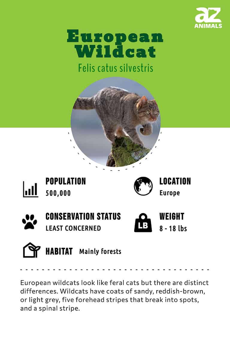 European Wildcat Animal Facts - Felis silvestris silvestris - A-Z Animals