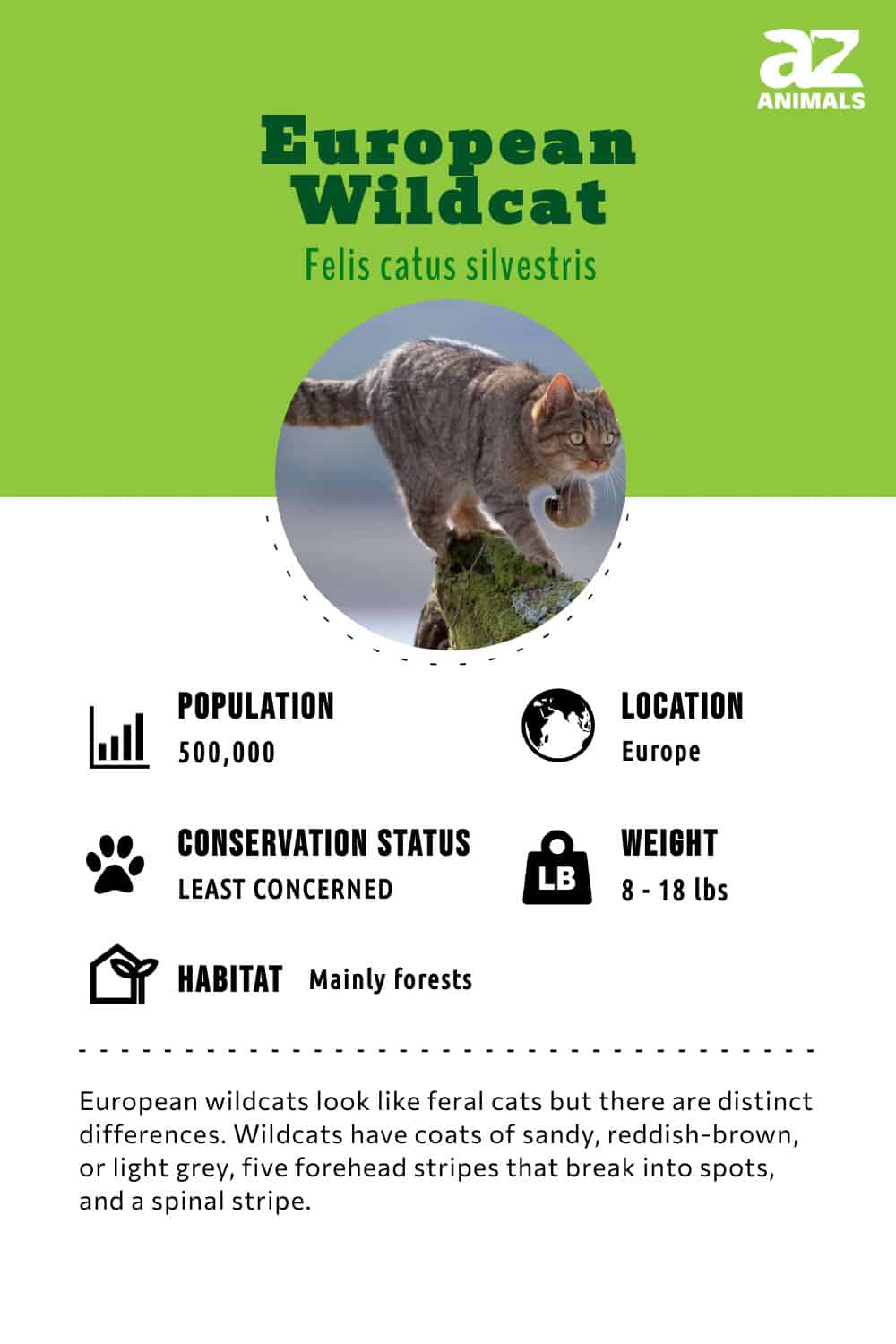 European Wildcat Animal Facts - Felis catus silvestris - A-Z Animals