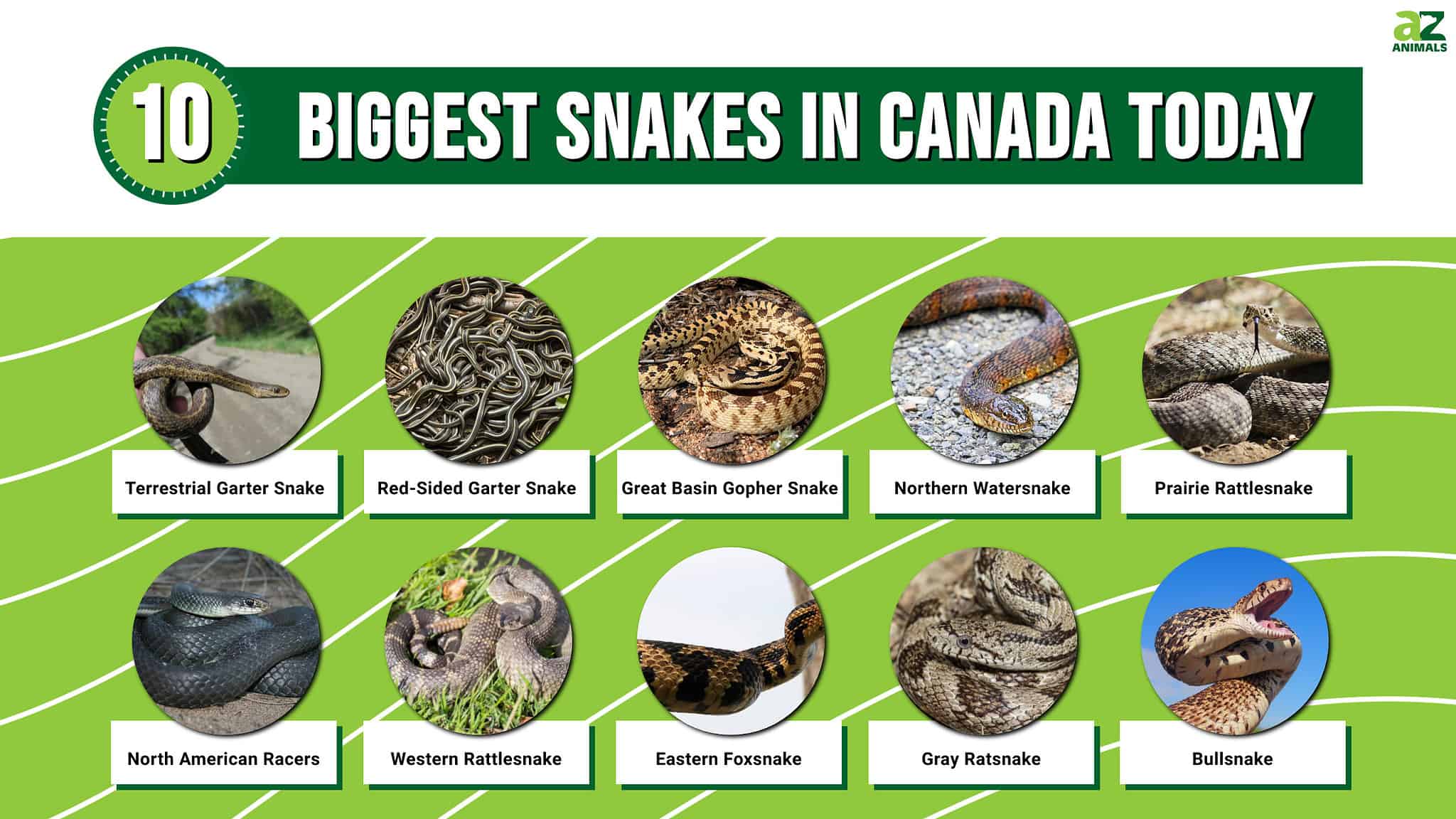 These Are the 10 Biggest Snakes in Canada Today - A-Z Animals