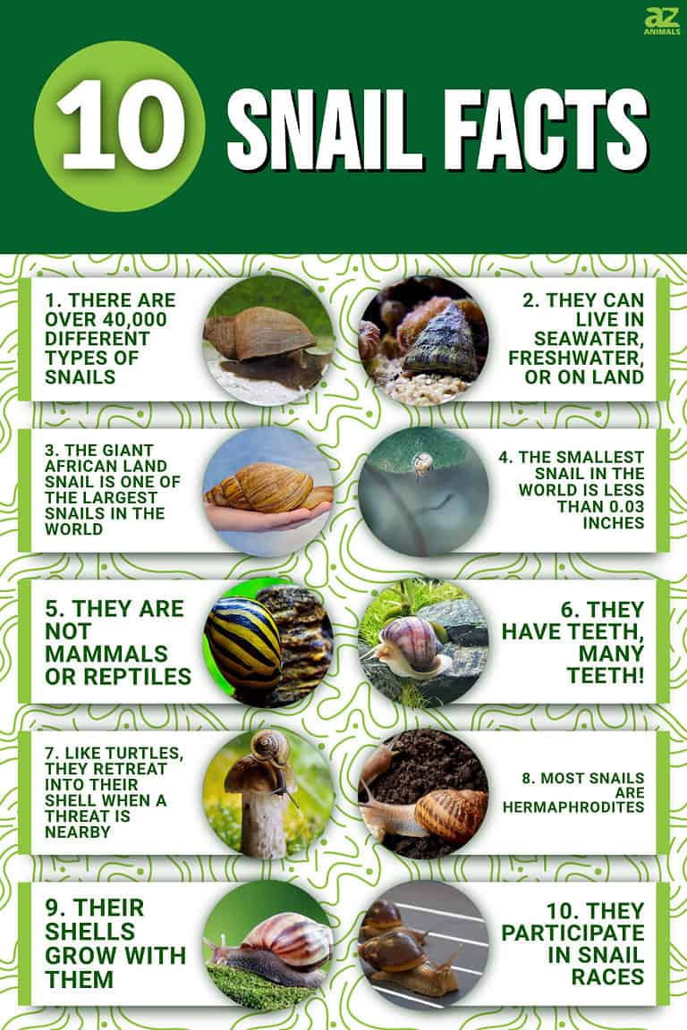 10 Essential Facts About Snails - A-Z Animals