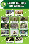 13 Animals That Look Like Squirrels - A-Z Animals