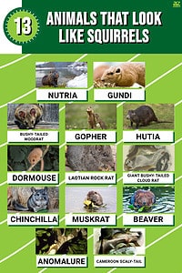 13 Animals That Look Like Squirrels - A-Z Animals