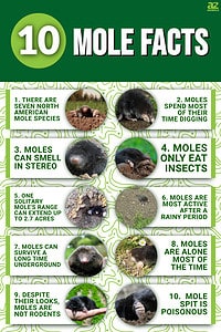 10 Interesting Facts About Moles - A-Z Animals