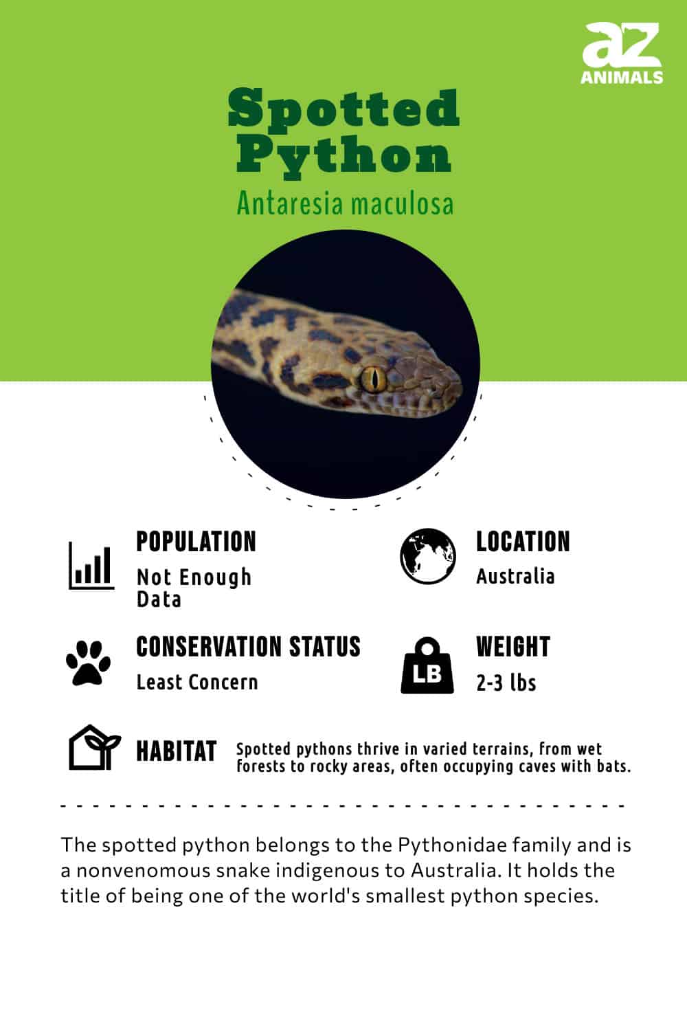 Spotted python - A-Z Animals