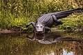American Alligator Size Comparison: Just How Big Do They Get? - A-Z Animals