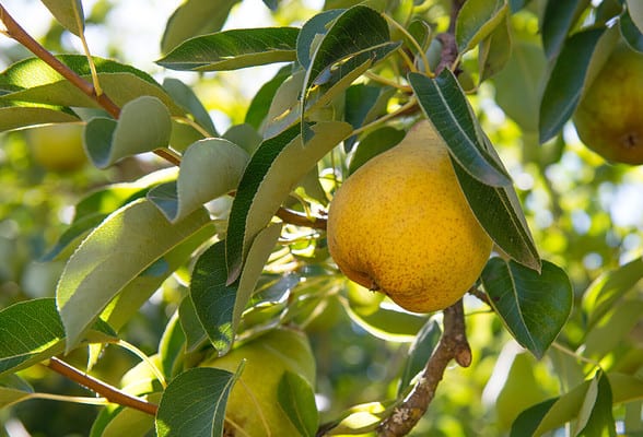The 11 Best Fruit Trees That Grow in Michigan - A-Z Animals