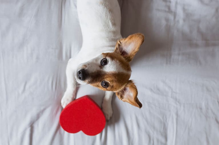 The 22 Most Common Health Problems in Jack Russells - A-Z Animals