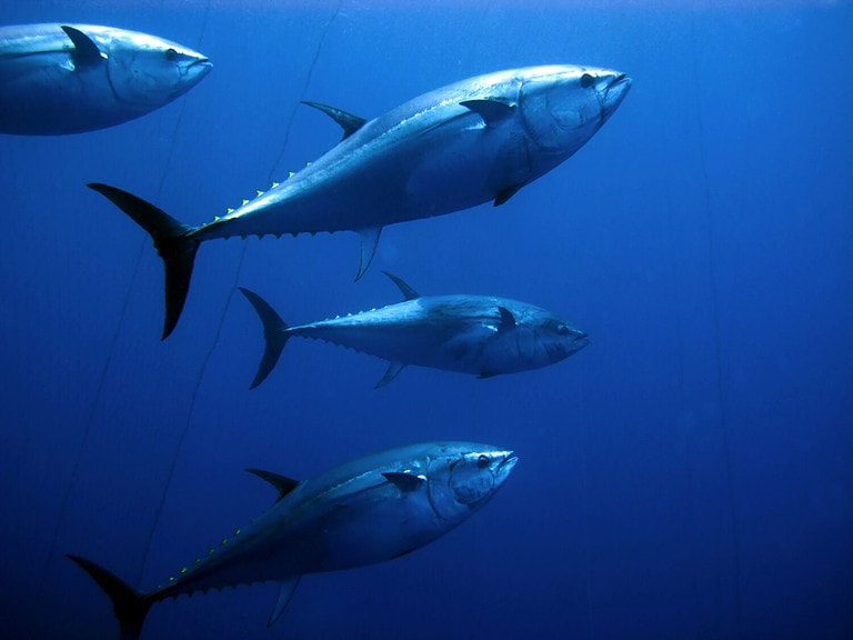 These Are the True Differences Between Tuna and Salmon (Including Which ...