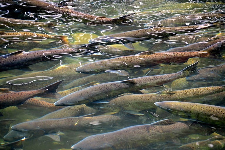 10 Interesting Facts About Salmon - A-Z Animals