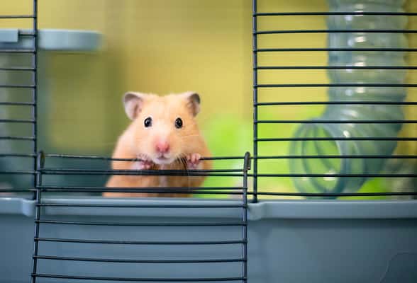10 Essential Facts About Syrian Hamsters - A-Z Animals