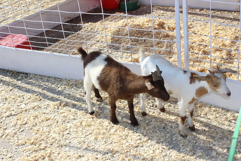 Discover 13 Types of Hoofed Animals (And Why They Have Them) - A-Z Animals